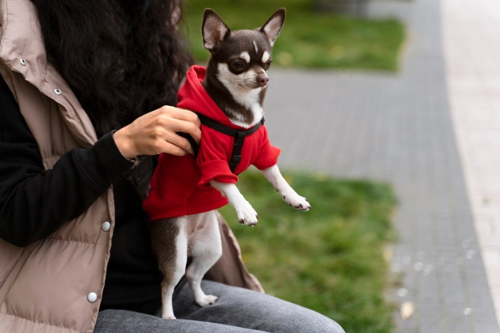Chihuahua Training Secrets: Make Your Chihuahua Well Behaved!