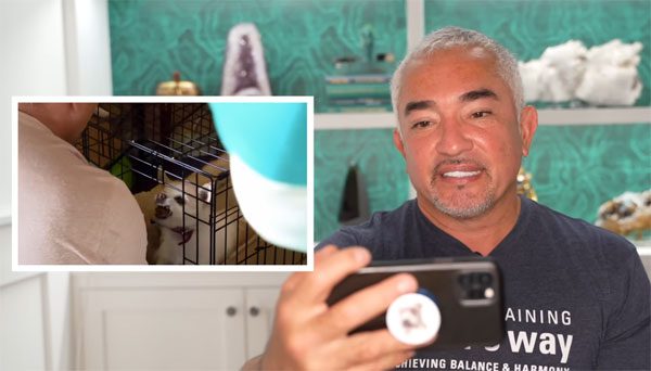 cesar milan Archives | Famous Chihuahua